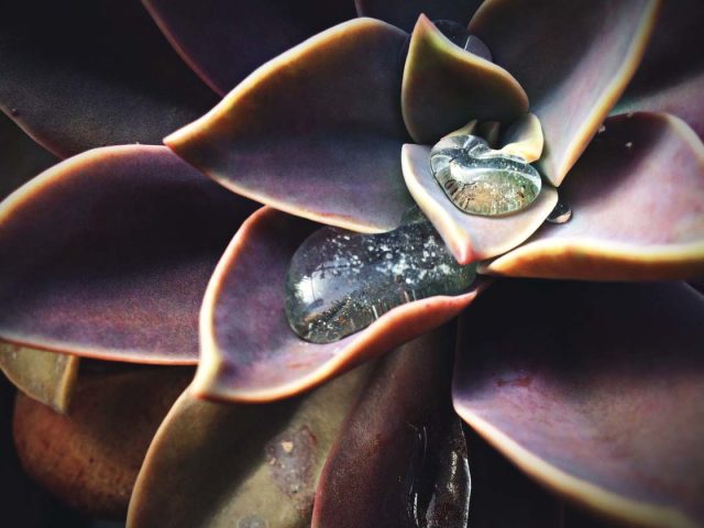 Priime App Applies Beautiful Filters To Your iPhone Photos