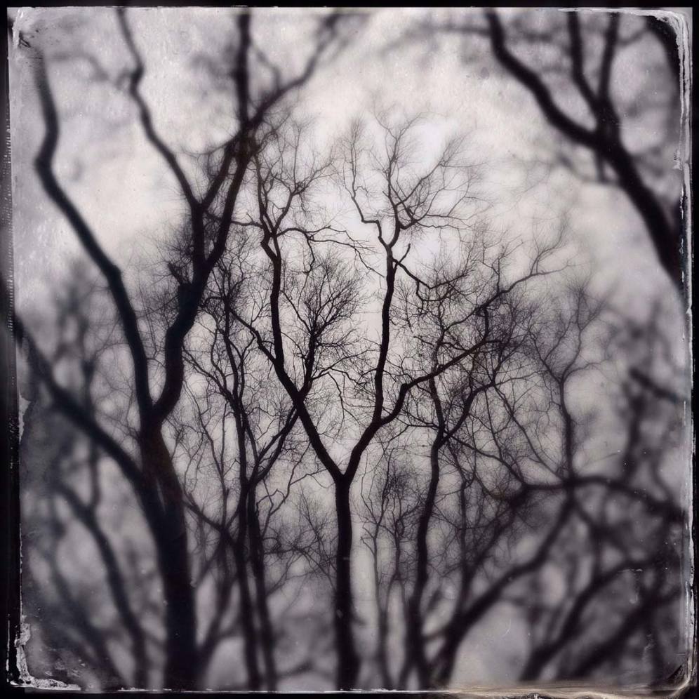 30 Stunning iPhone Photos Of Trees & Leaves