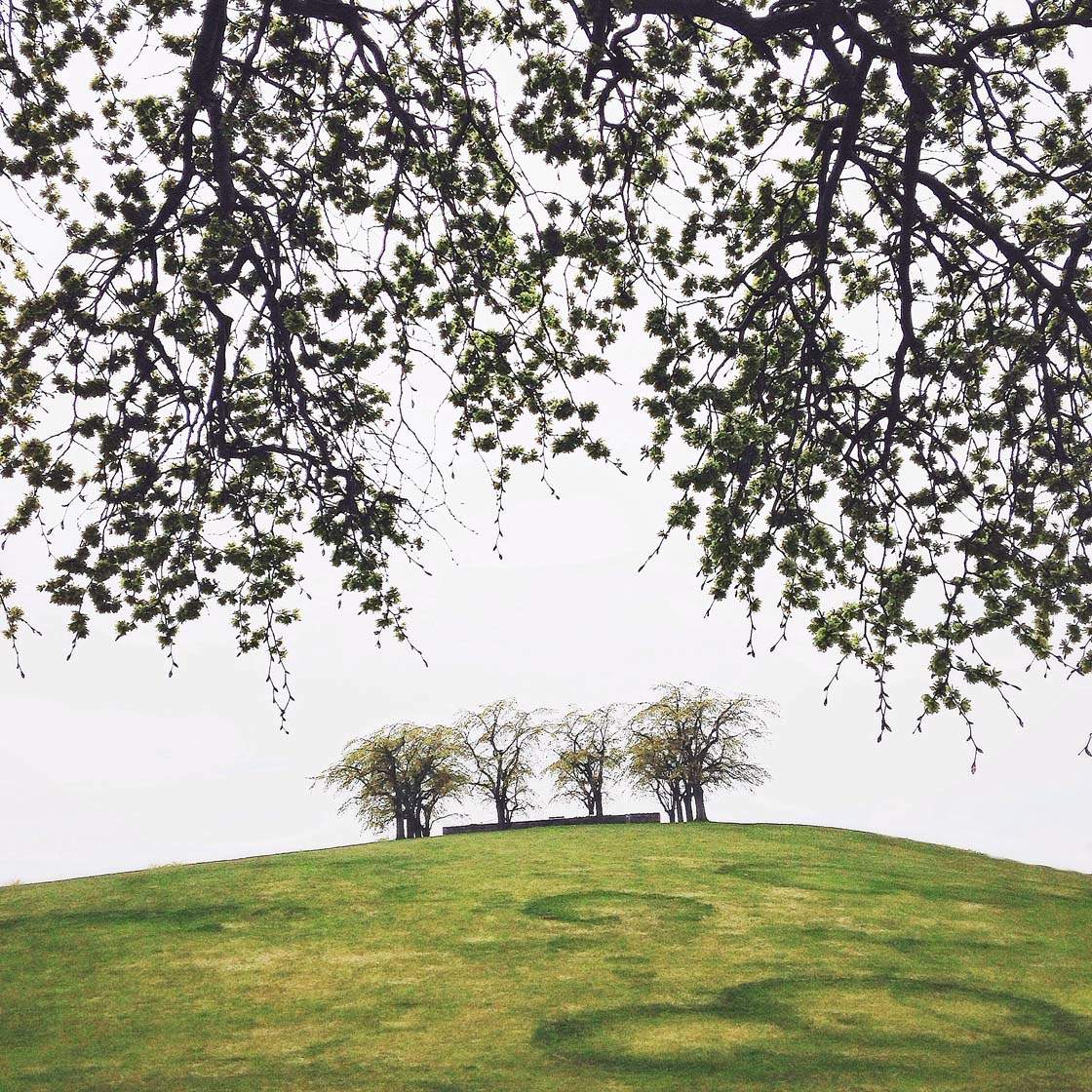 10 Tips For Taking Incredible iPhone Photos Of Trees