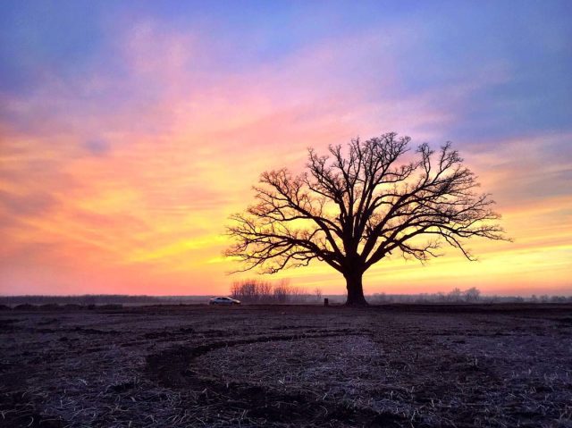 30 Stunning iPhone Photos Of Trees & Leaves