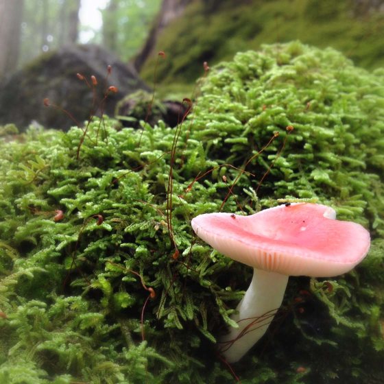 11 Tips For Taking Beautiful iPhone Photos Of Nature