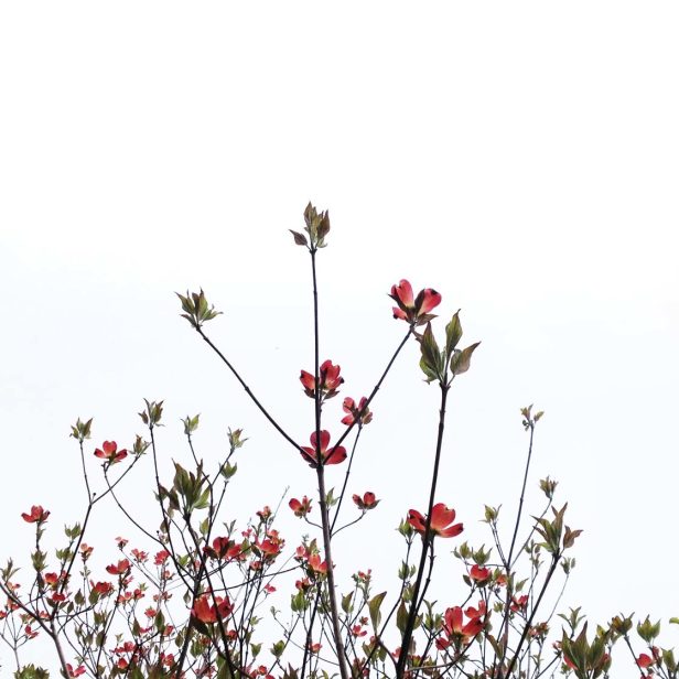 11 Tips For Taking Beautiful iPhone Photos Of Nature