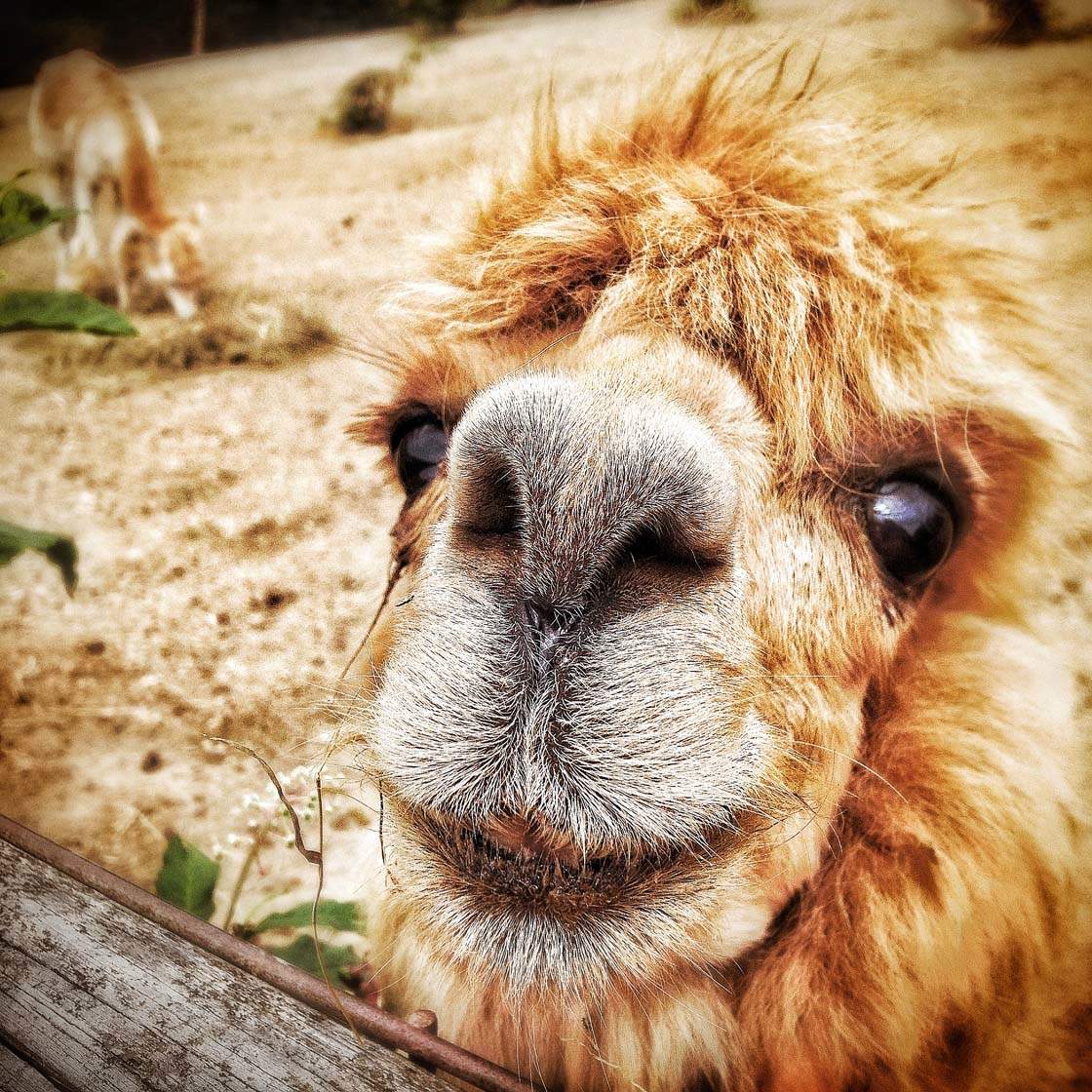 11 Tips For Taking Beautiful iPhone Photos Of Nature